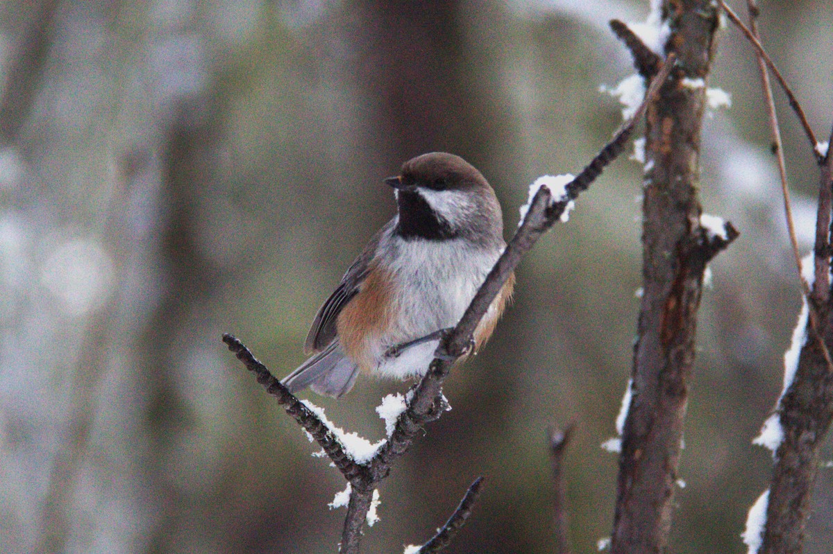 eBird Checklist - 15 Oct 2023 - Skyline Ridge Trail - 6 species