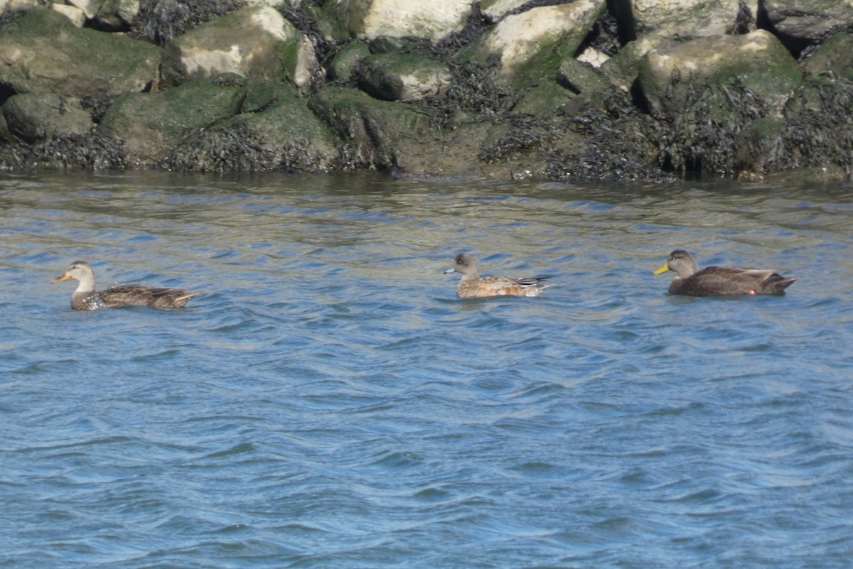 eBird Checklist - 14 Nov 2023 - Bush Terminal Piers Park - 7 species ...