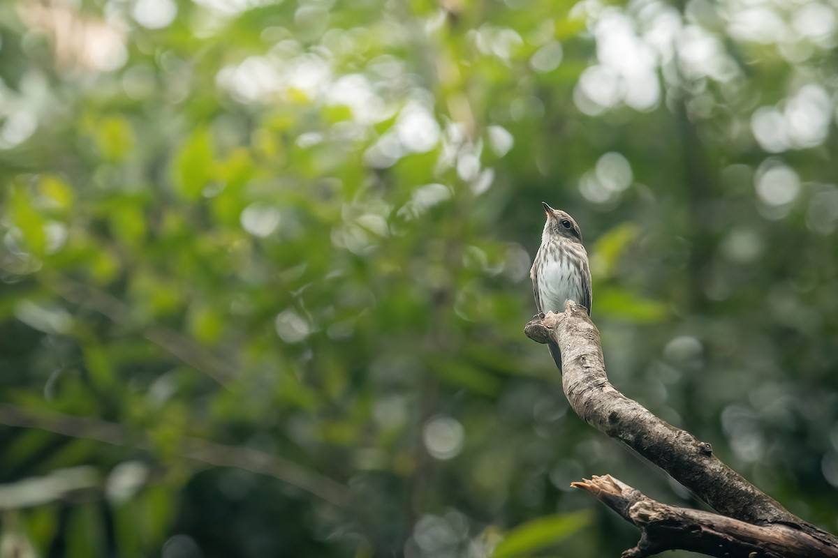 ML611156494 - Gray-streaked Flycatcher - Macaulay Library
