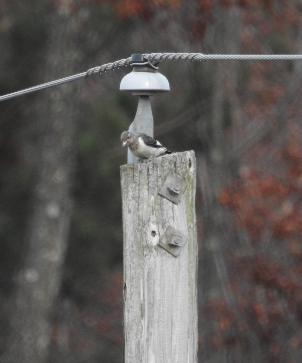 eBird Checklist - 14 Nov 2023 - Legend Lake Spillway - 11 species