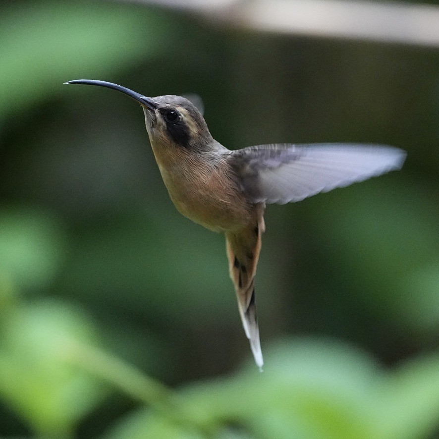 eBird Checklist - 11 Nov 2023 - Refugio del Colibrí Espátula - 13 species
