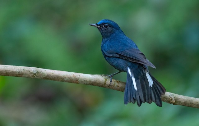 Uttarakhand, India - eBird