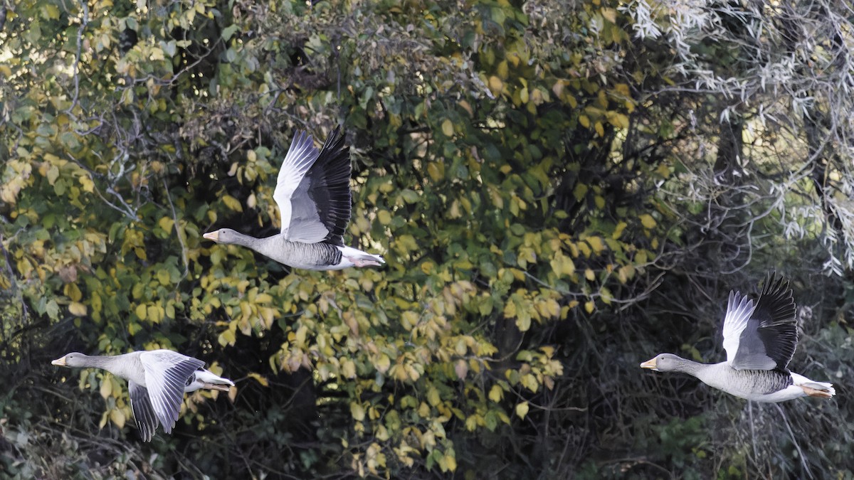 eBird Checklist - 10 Nov 2023 - Holyrood Park--St. Margaret's Loch - 18 ...
