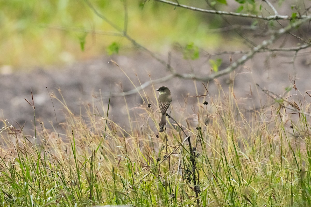 eBird Checklist - 16 Nov 2023 - Oso Bay Wetlands Preserve--Holly Hike ...
