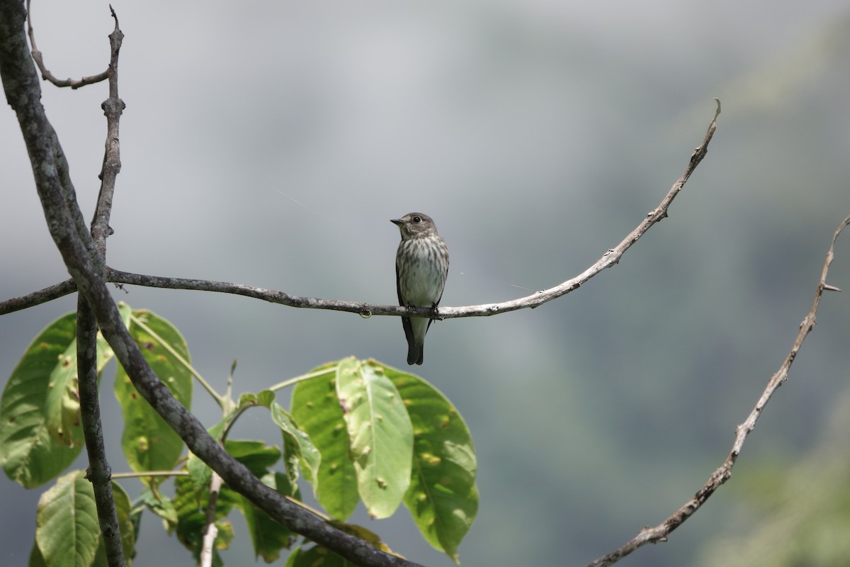 eBird Checklist - 13 Oct 2023 - Manusela National Park - 20 species