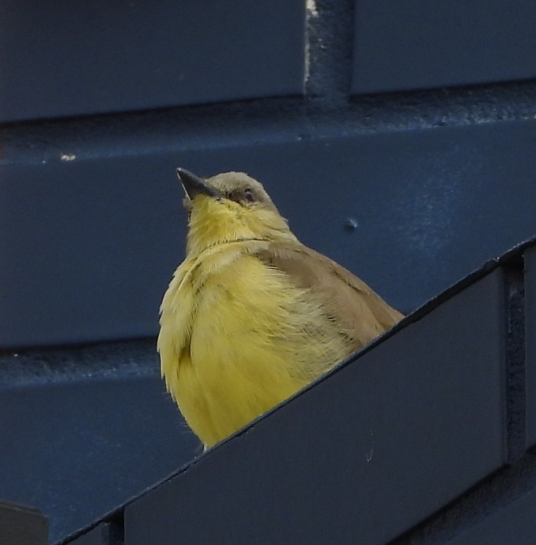 eBird Checklist - 16 Nov 2023 - Cattle Tyrant stakeout—Lawrence, Water ...