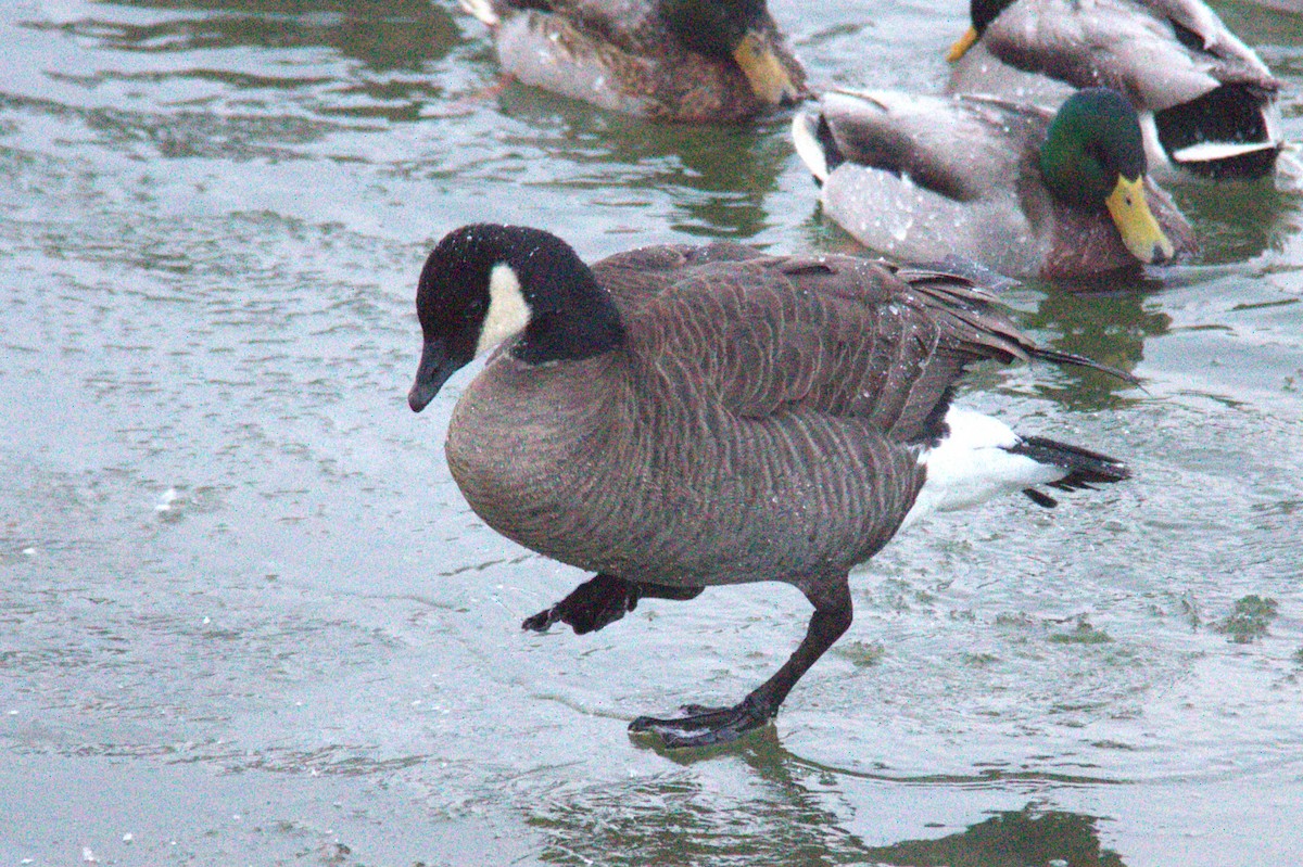 eBird Checklist - 16 Nov 2023 - Carlson Center - 9 species