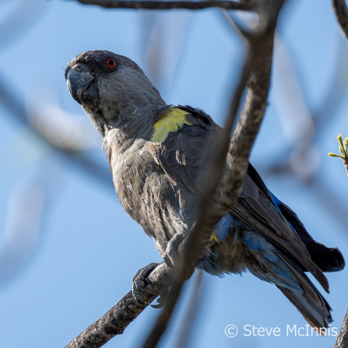 ML611264581 - Rüppell's Parrot - Macaulay Library