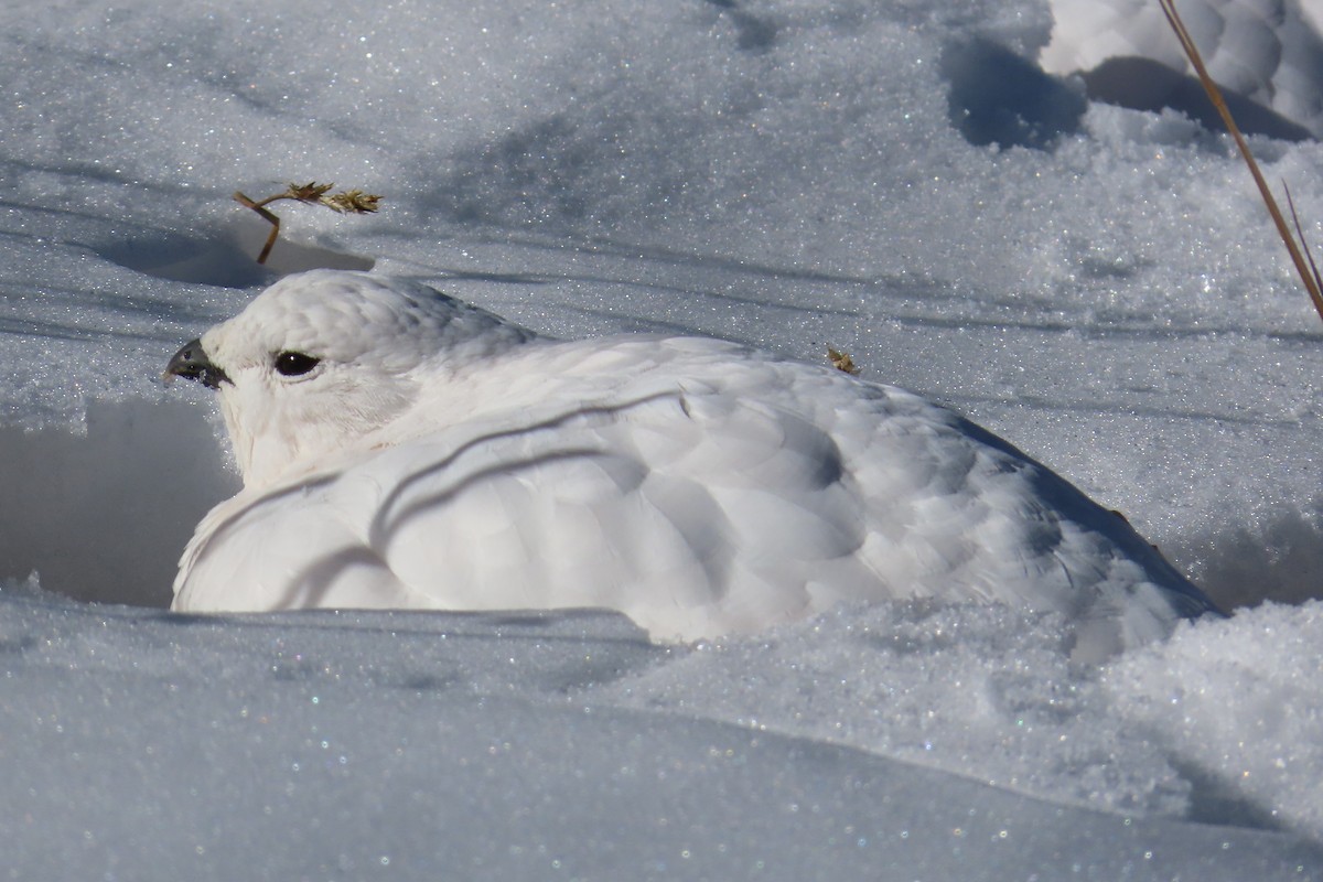 eBird Checklist - 18 Nov 2023 - Guanella Pass (Clear Creek Co.; intended for tundra/krummholz ...