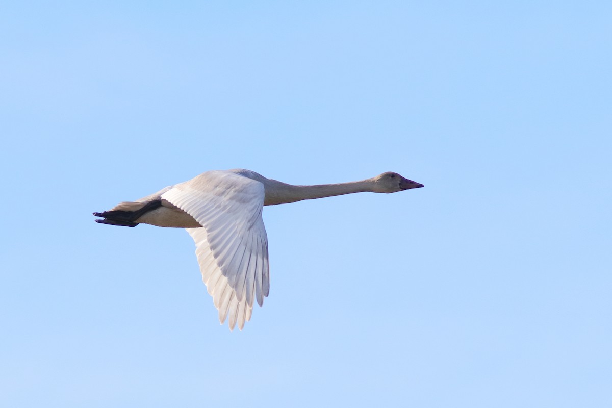 eBird Checklist - 18 Nov 2023 - Edwin B. Forsythe NWR (formerly Brig ...