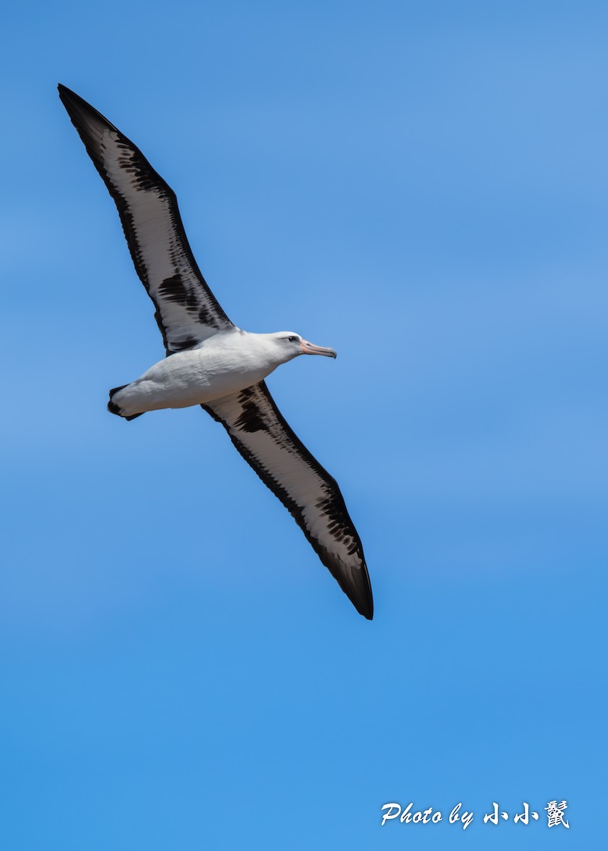 eBird Checklist - 18 Nov 2023 - Ka'ena Point NAR - 12 species (+1 other ...