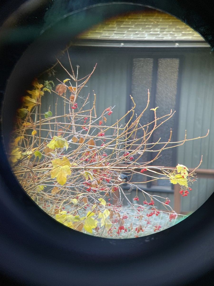 eBird Checklist - 18 Nov 2023 - 11407 N Kathy Dr, Spokane US-WA (47. ...