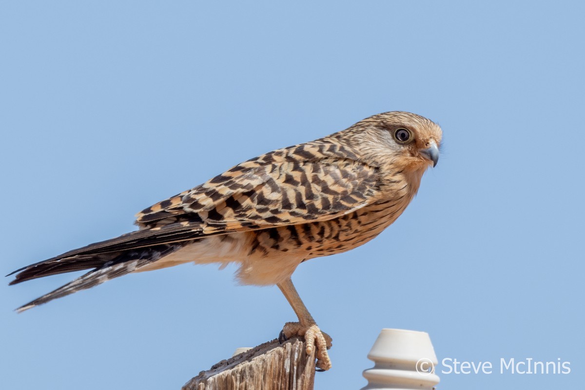 ML611313757 - Greater Kestrel - Macaulay Library