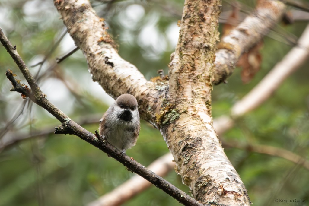 eBird Checklist - 7 Nov 2023 - Moose Bog, Wenlock WMA - 7 species