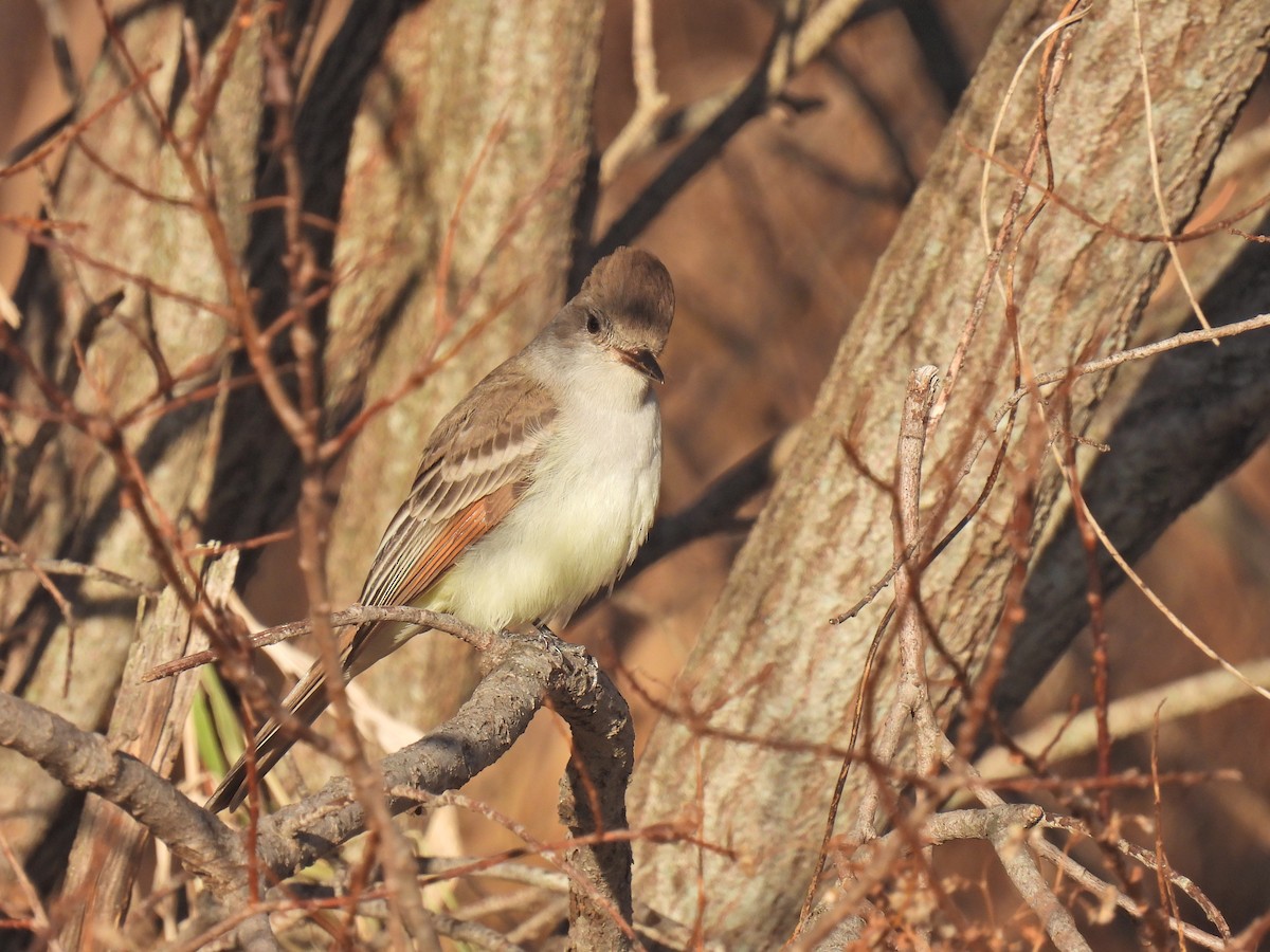 eBird Checklist - 19 Nov 2023 - Strafford County Farm Complex, Dover ...