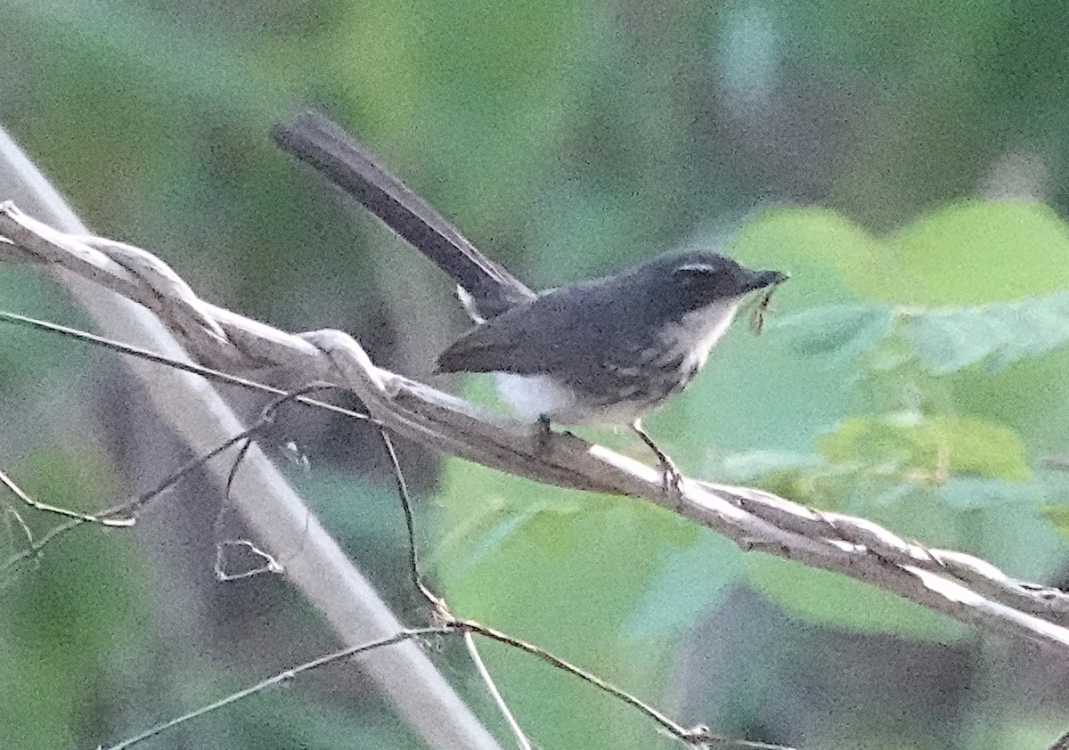 eBird Checklist - 11 Oct 2023 - Huhua (Pulau Boano) - 17 species