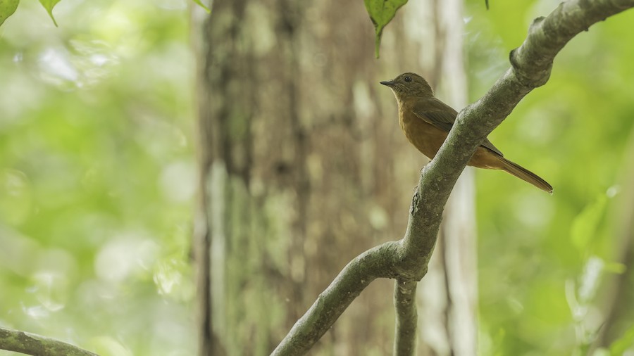 Red-tailed Ant-Thrush (Red-tailed) - eBird