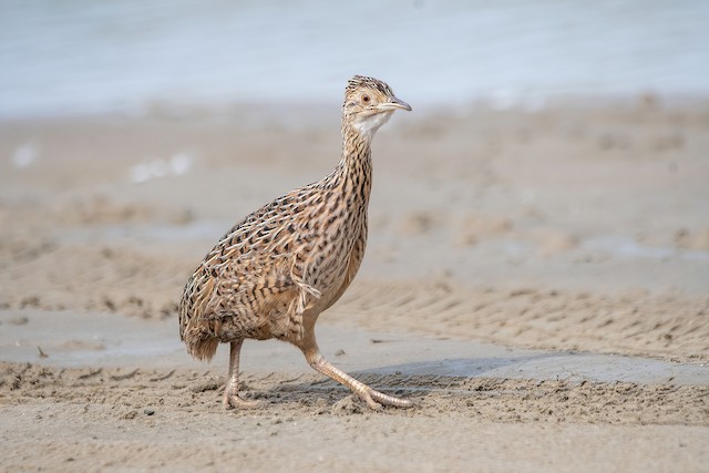 Muaná, Pará, Brazil - eBird