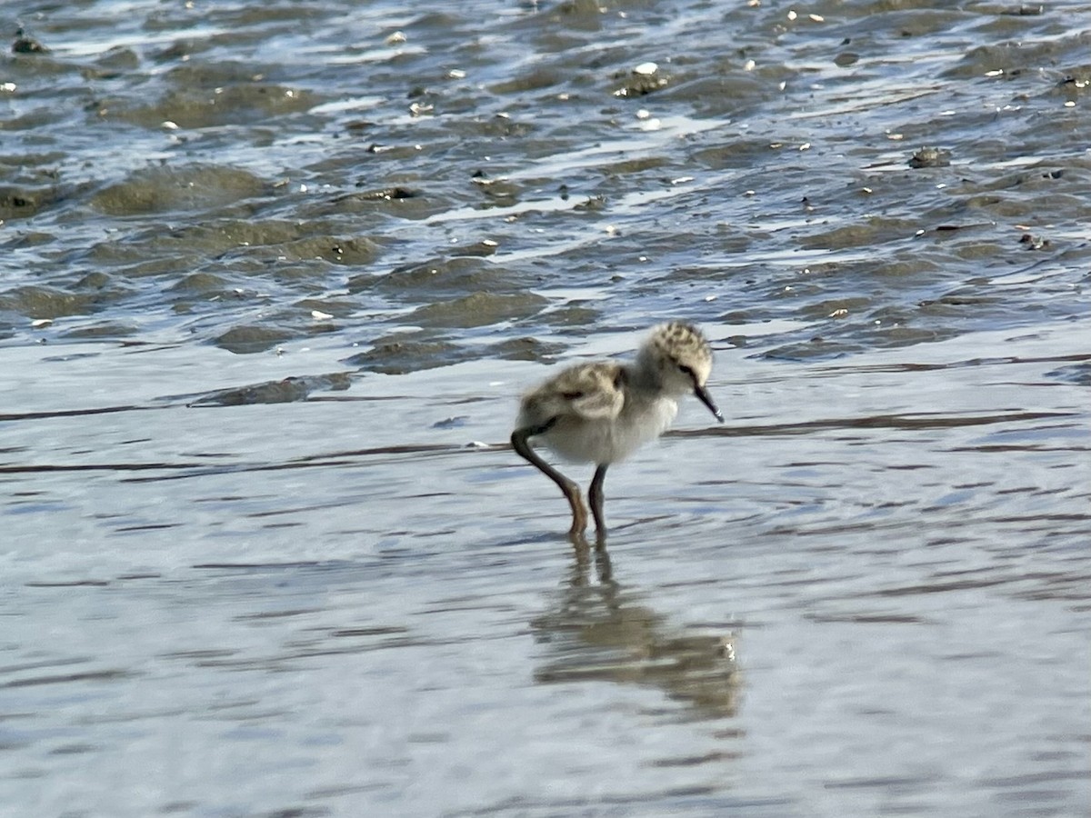 eBird Checklist - 19 Nov 2023 - Ambury Regional Park--Shell Island - 23 ...