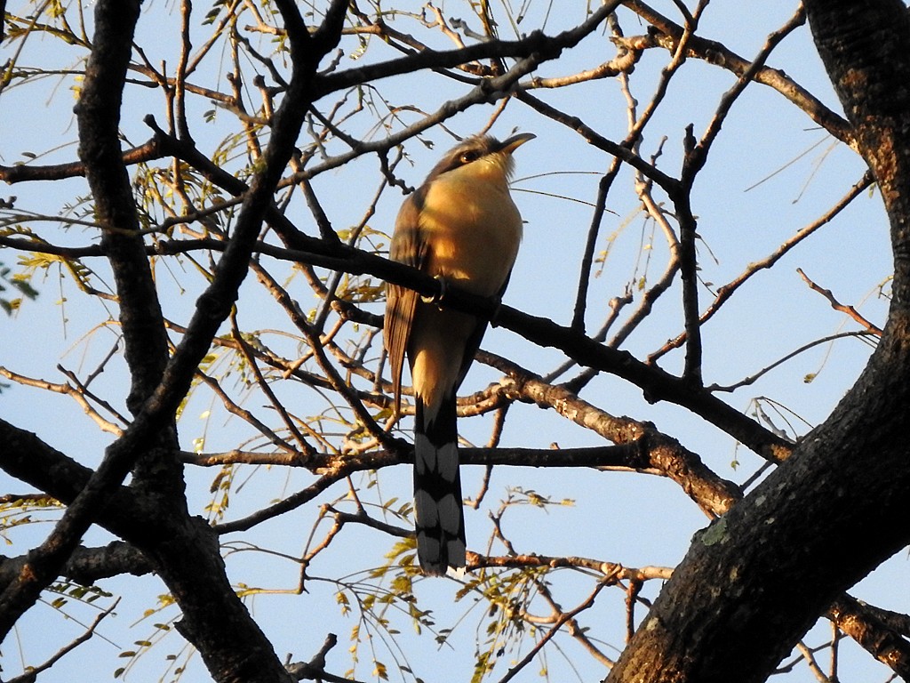 eBird Checklist - 20 Nov 2023 - Cariari Country Club (Belén) - 61 species