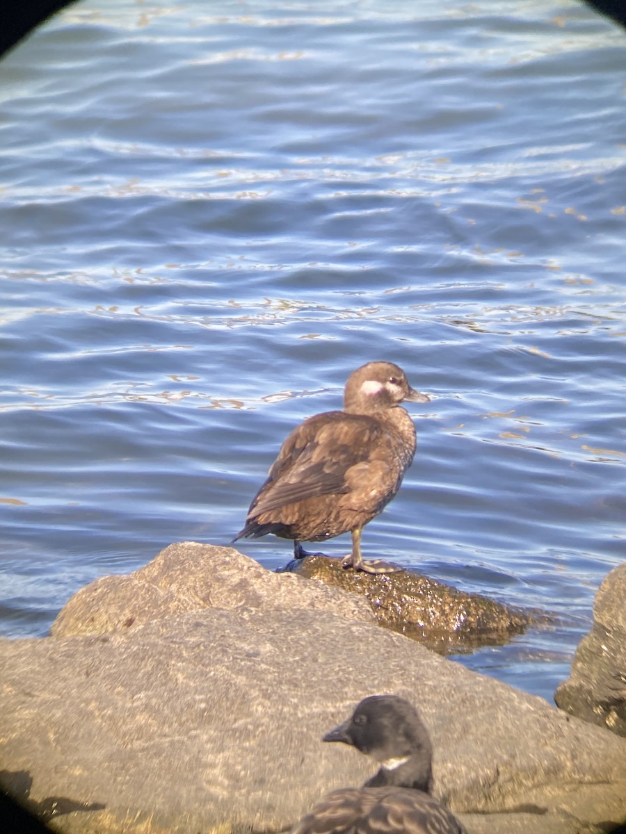eBird Checklist - 20 Nov 2023 - Sunset Cove Park - 13 species