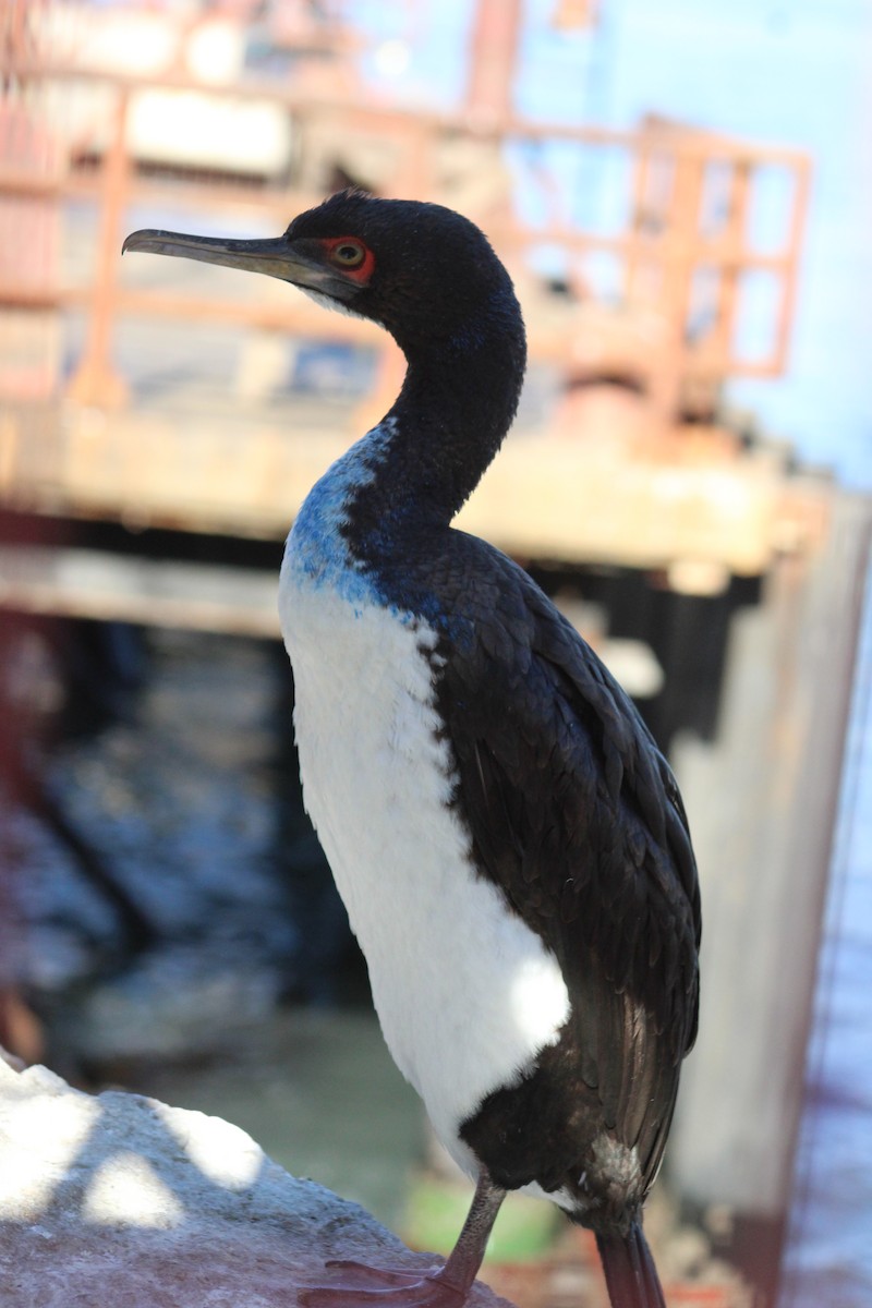 ML611377923 - Guanay Cormorant - Macaulay Library