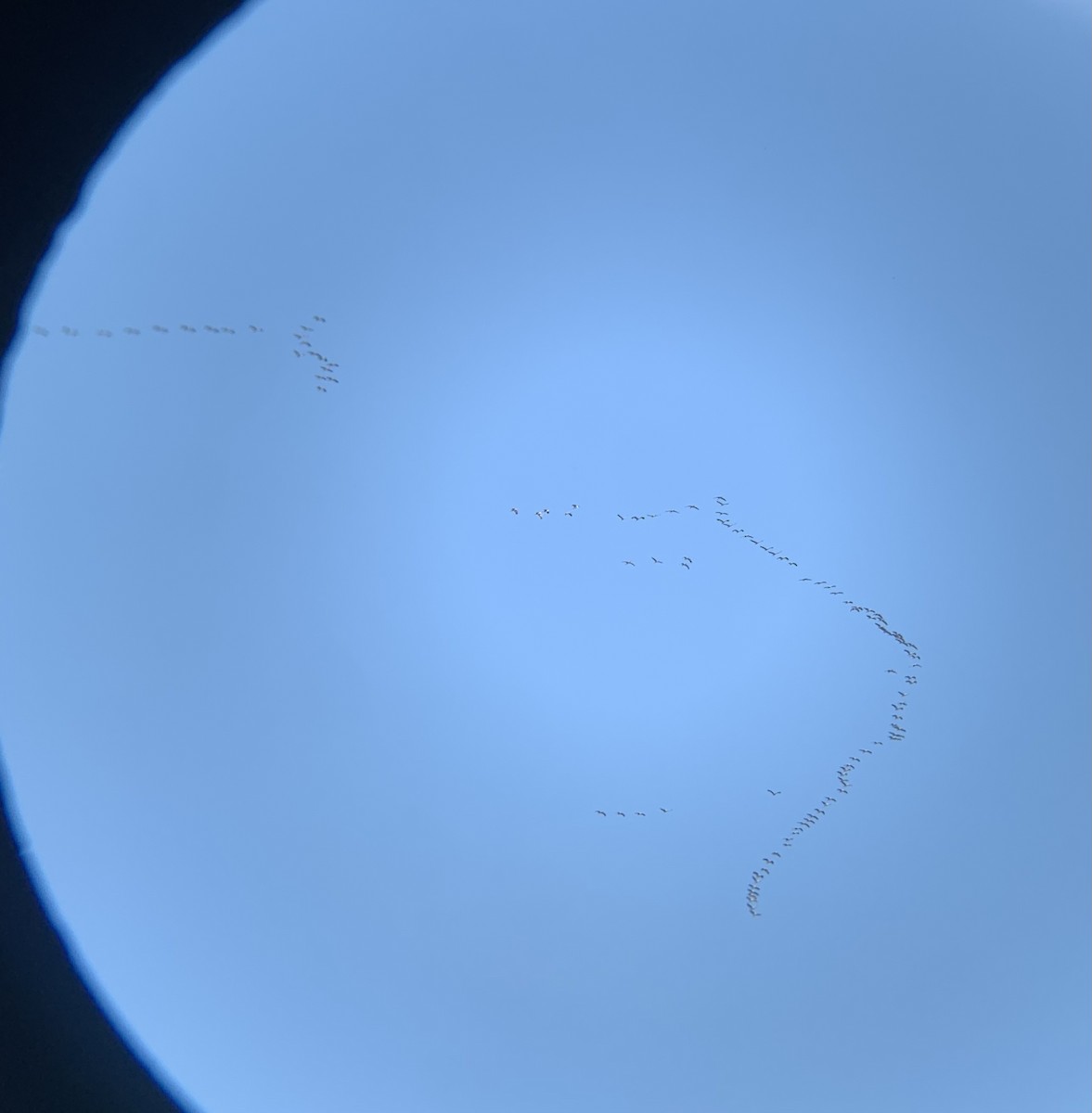 eBird Checklist - 21 Nov 2023 - Alon Shvut אלון שבות - 23 species (+2 ...