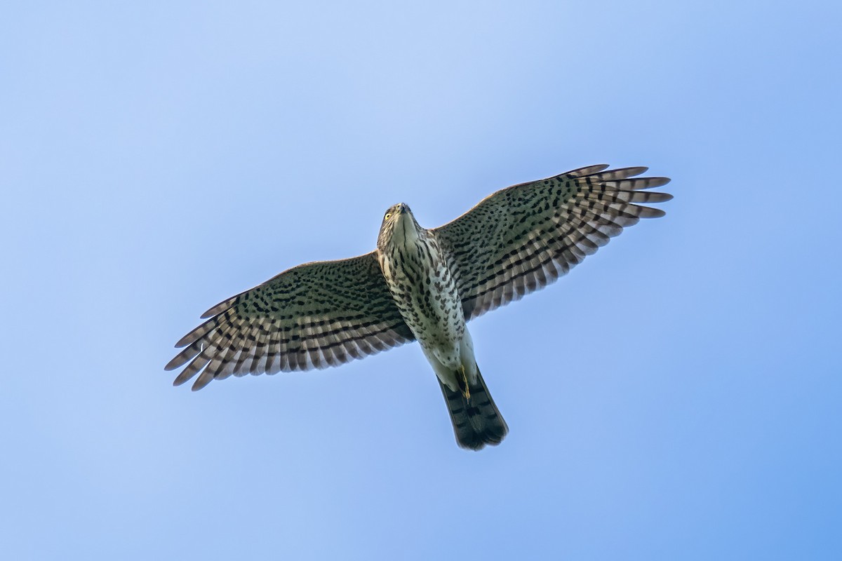 ML611397813 - Japanese Sparrowhawk - Macaulay Library