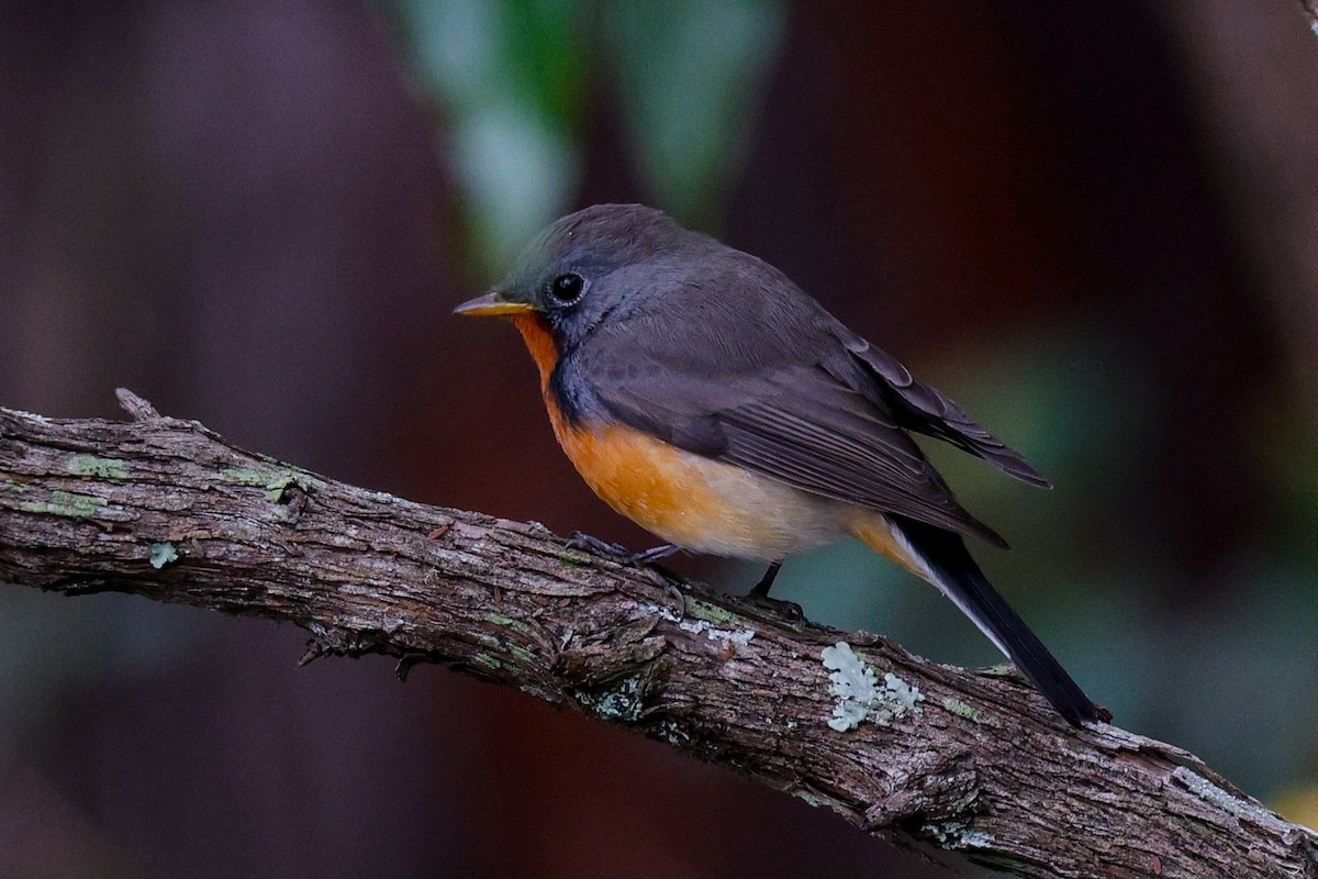 ML611423453 - Kashmir Flycatcher - Macaulay Library