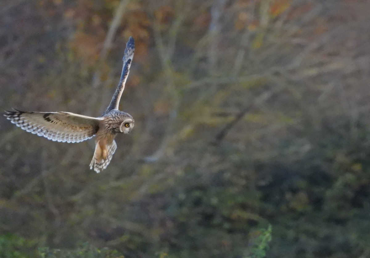 eBird Checklist - 21 Nov 2023 - Staines Moor SSSI - 21 species