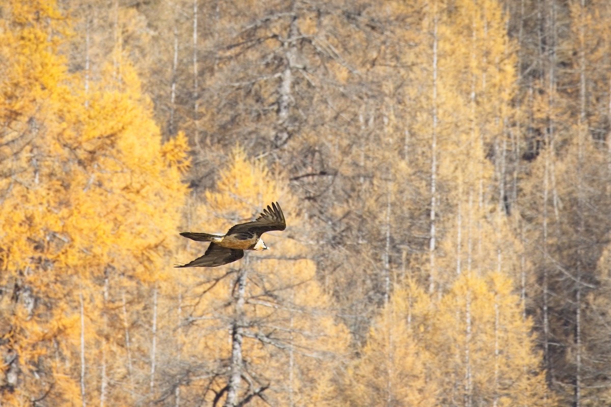 eBird Checklist - 22 Nov 2023 - Parco Naturale Alta Valle Antrona - 8 ...