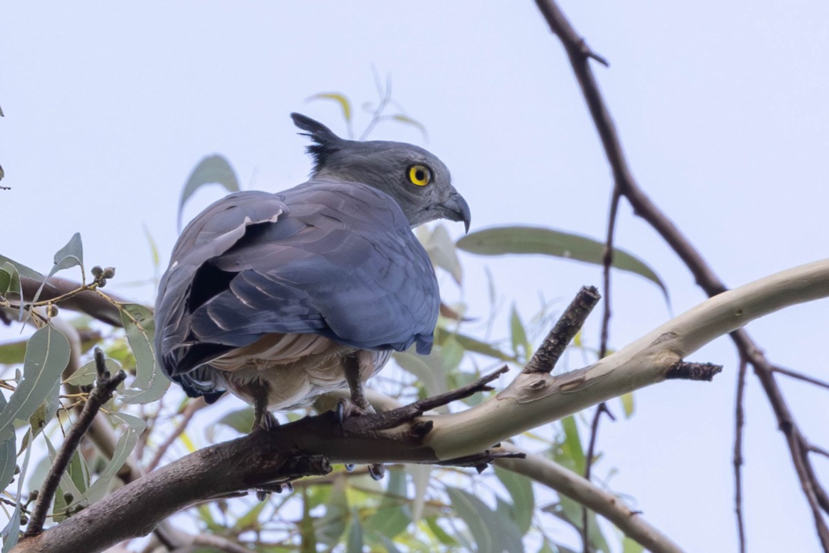 eBird Checklist - 19 Oct 2023 - Abattoir Swamp, Julatten - 12 species