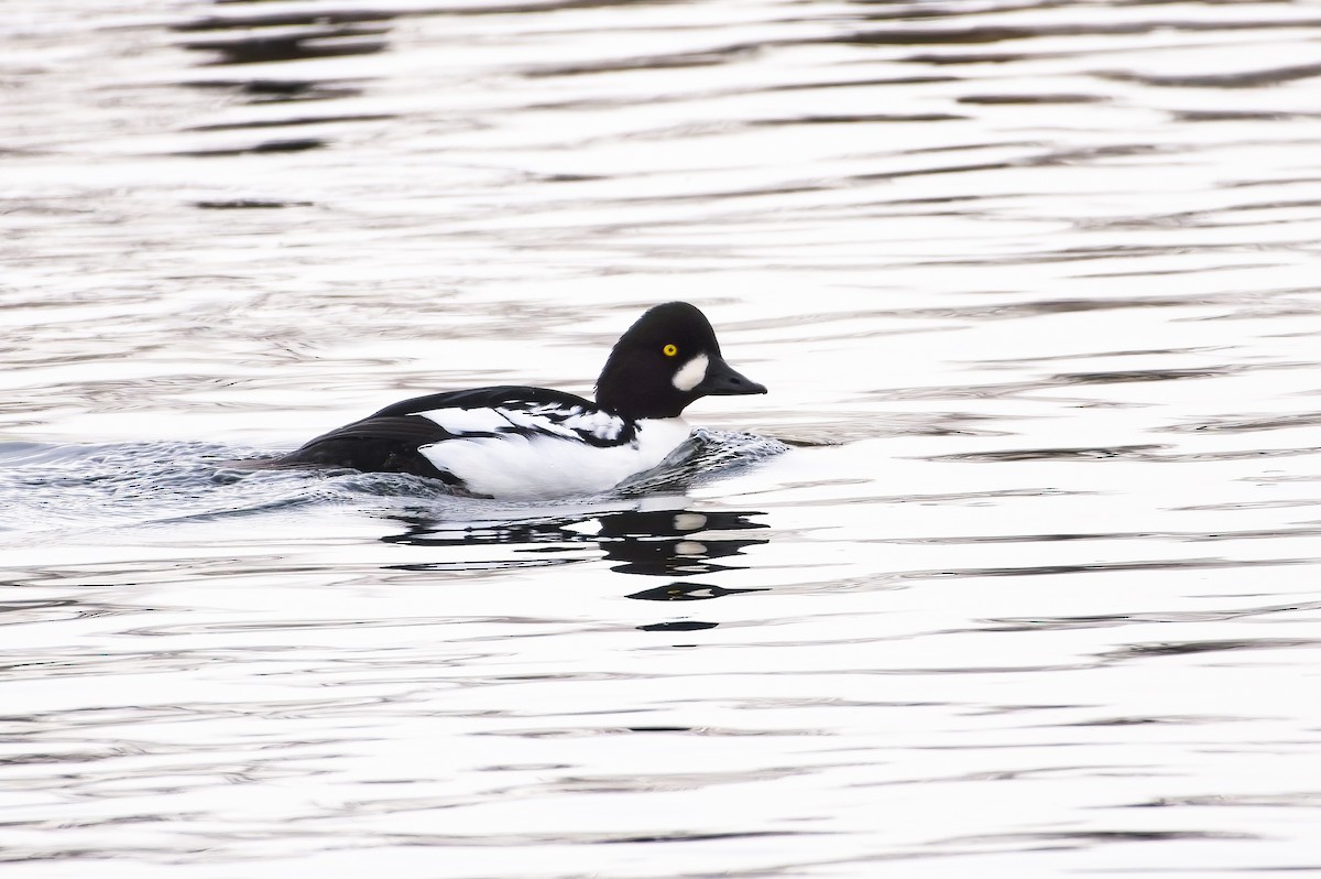 ML611449419 - Common x Barrow's Goldeneye (hybrid) - Macaulay Library