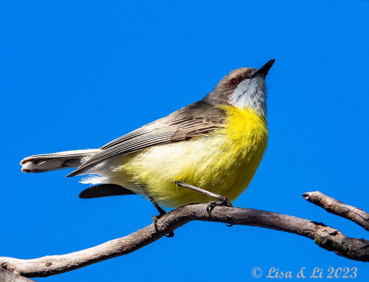 eBird Checklist - 9 Oct 2023 - Ben Bullen - 16 species