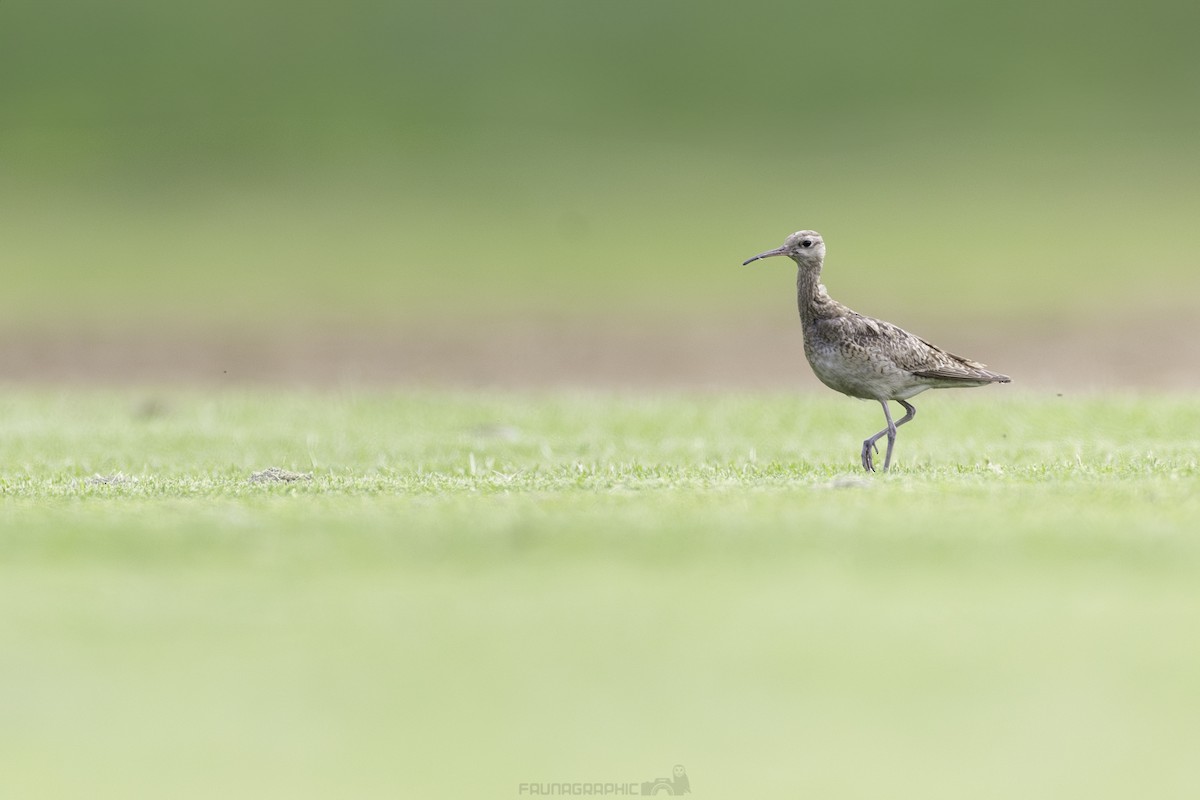 eBird Checklist - 23 Nov 2023 - Greenfield Turf Farm (Cribb Rd ...