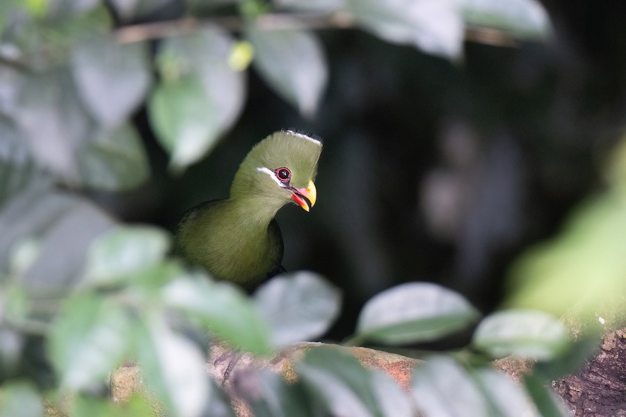 Yellow-billed Turaco (Yellow-billed) - eBird
