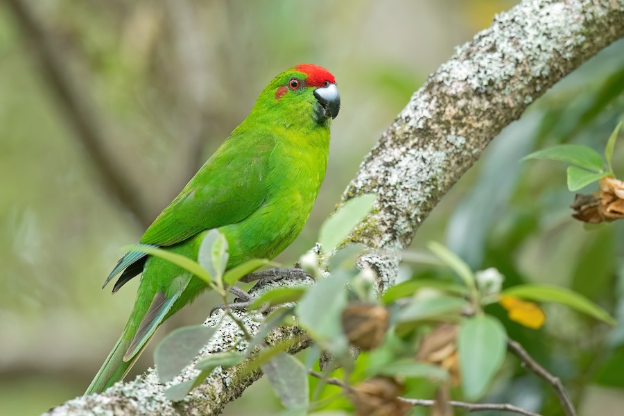 Norfolk Parakeet - eBird