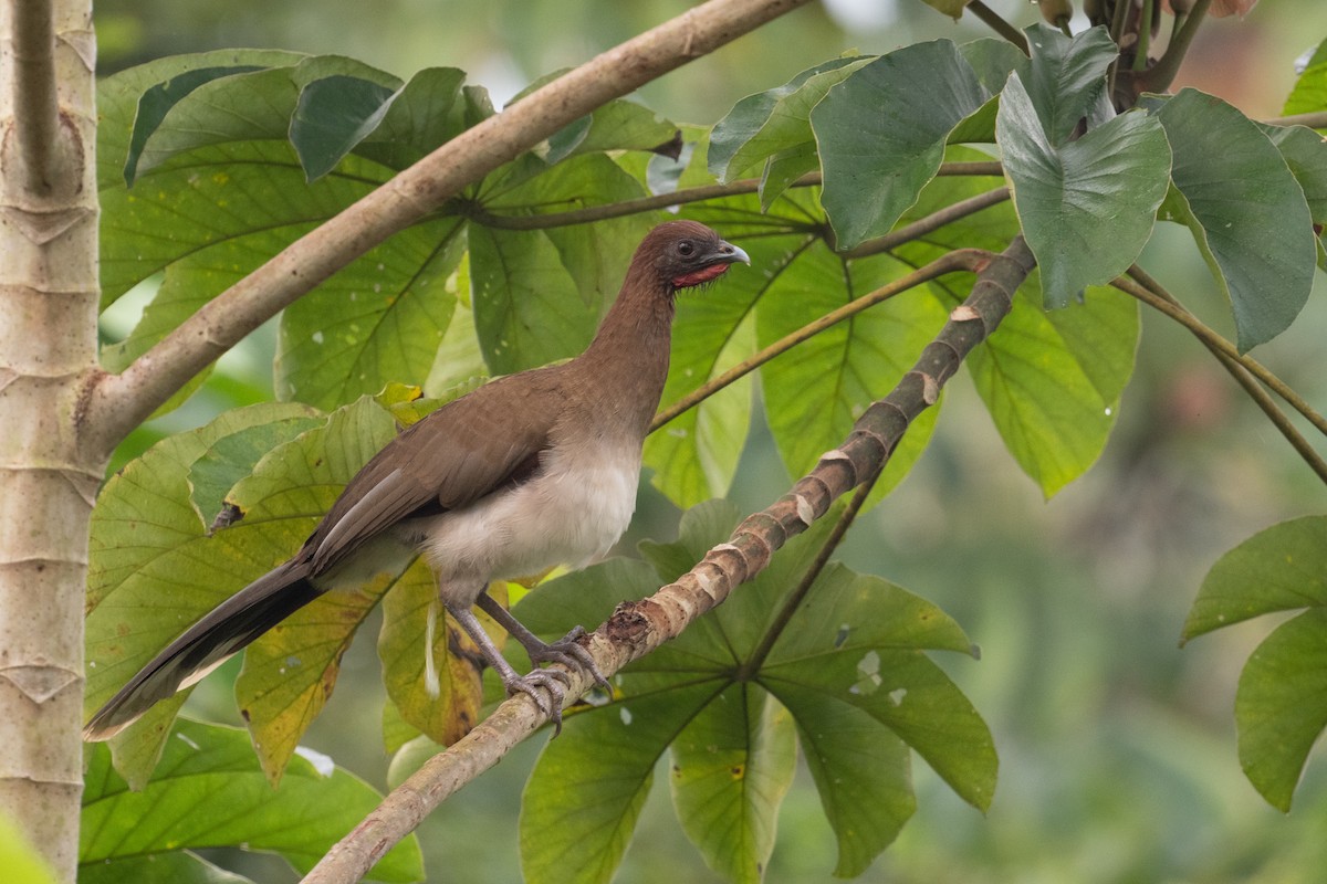 ML611481396 - Chestnut-winged Chachalaca - Macaulay Library