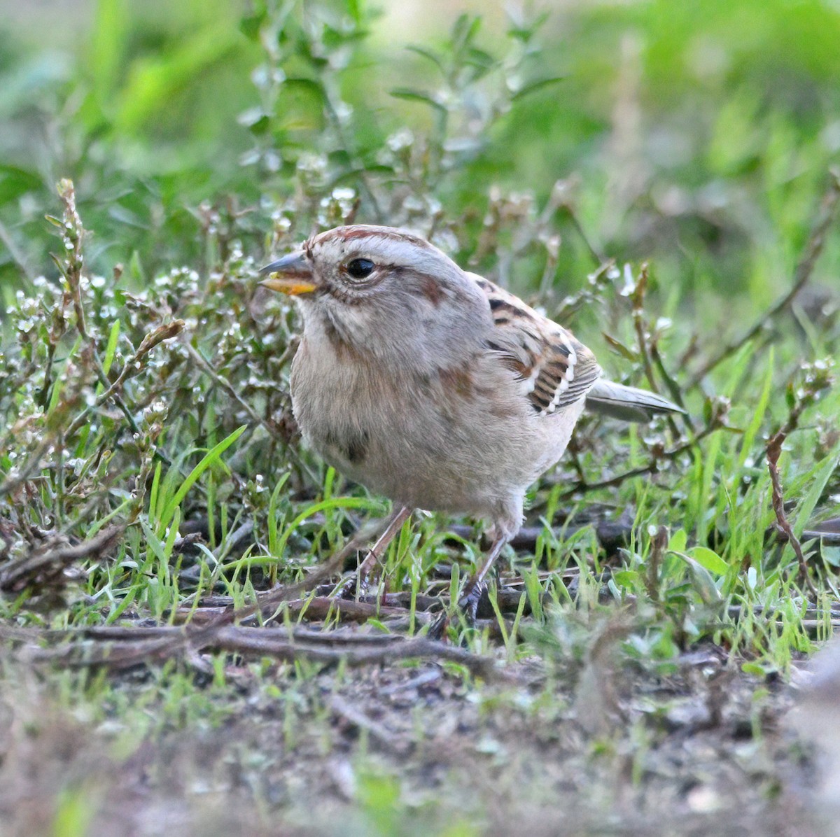 eBird Checklist - 23 Nov 2023 - Balboa Park--northeast (Morley Field ...