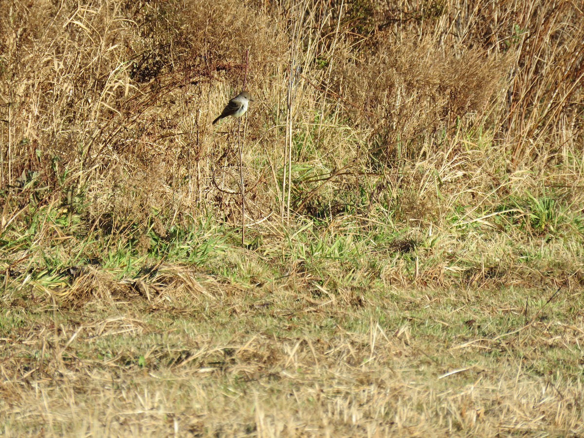 eBird Checklist - 23 Nov 2023 - Strafford County Farm Complex, Dover ...