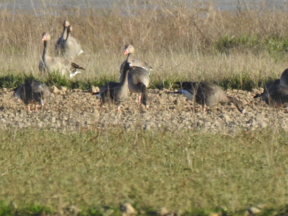 eBird Checklist - 24 Nov 2023 - Lagunas de Villafáfila RNat--Área ...