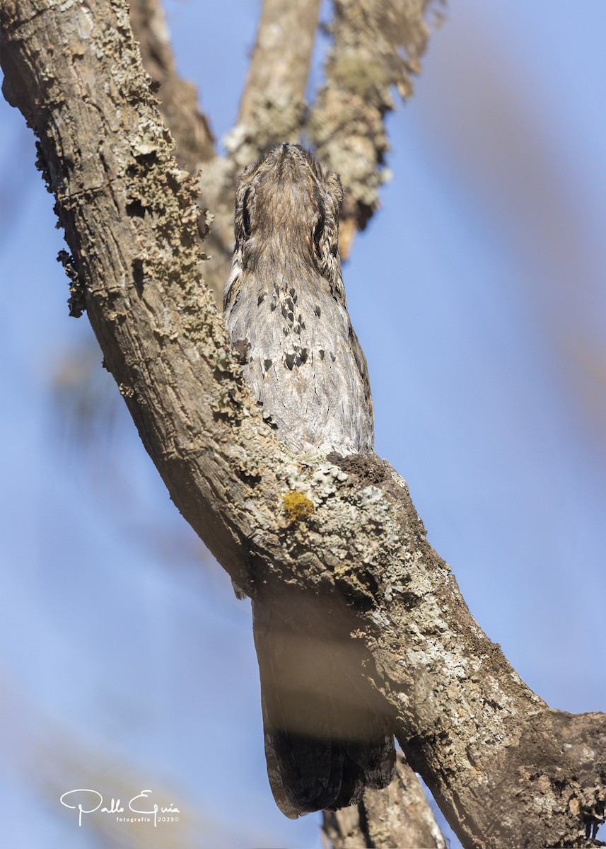 eBird Checklist - 5 Nov 2023 - Ruta Provincial 62, Jujuy, AR (-24.441 ...
