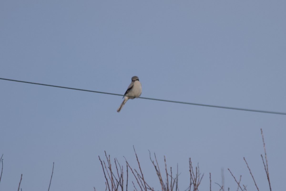 eBird Checklist - 25 Nov 2023 - CR33 - 3 species