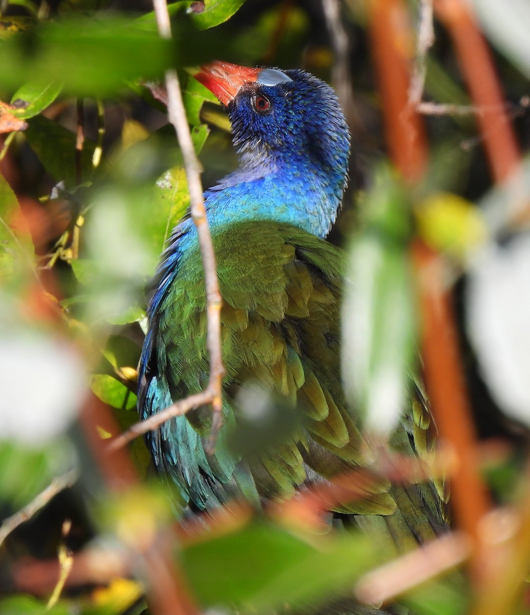 eBird Checklist - 25 Nov 2023 - Arcata Marsh--East & West Ponds - 1 species
