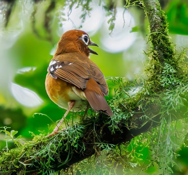 Abyssinian Ground-Thrush (Kivu) - eBird