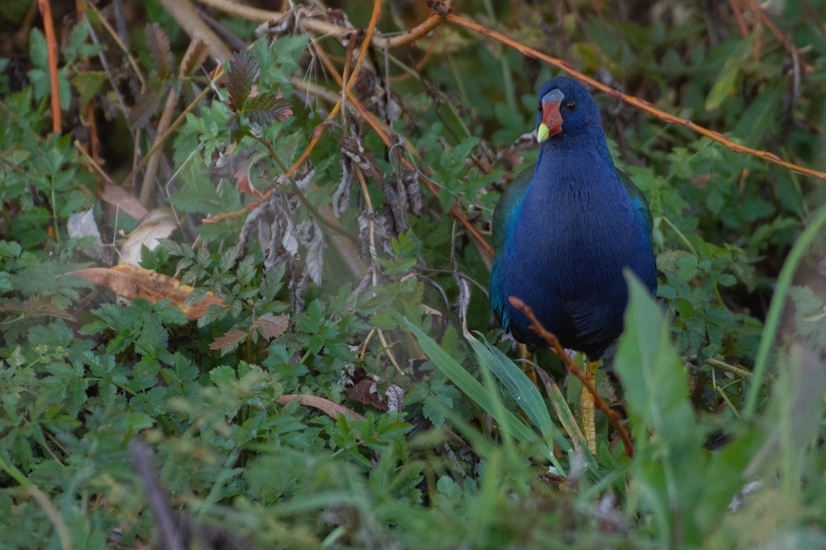 eBird Checklist - 25 Nov 2023 - Arcata Marsh--East & West Ponds - 41 ...