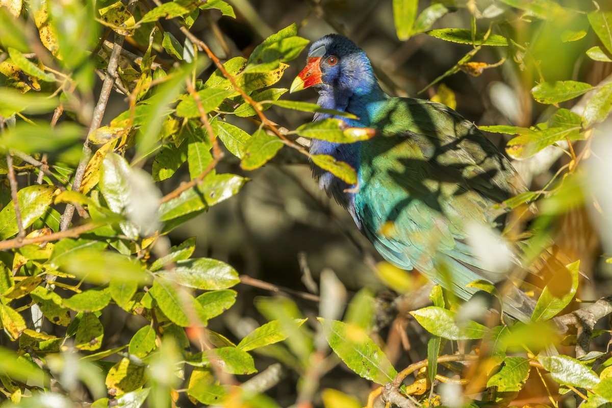 eBird Checklist - 25 Nov 2023 - Arcata Marsh and Wildlife Sanctuary ...