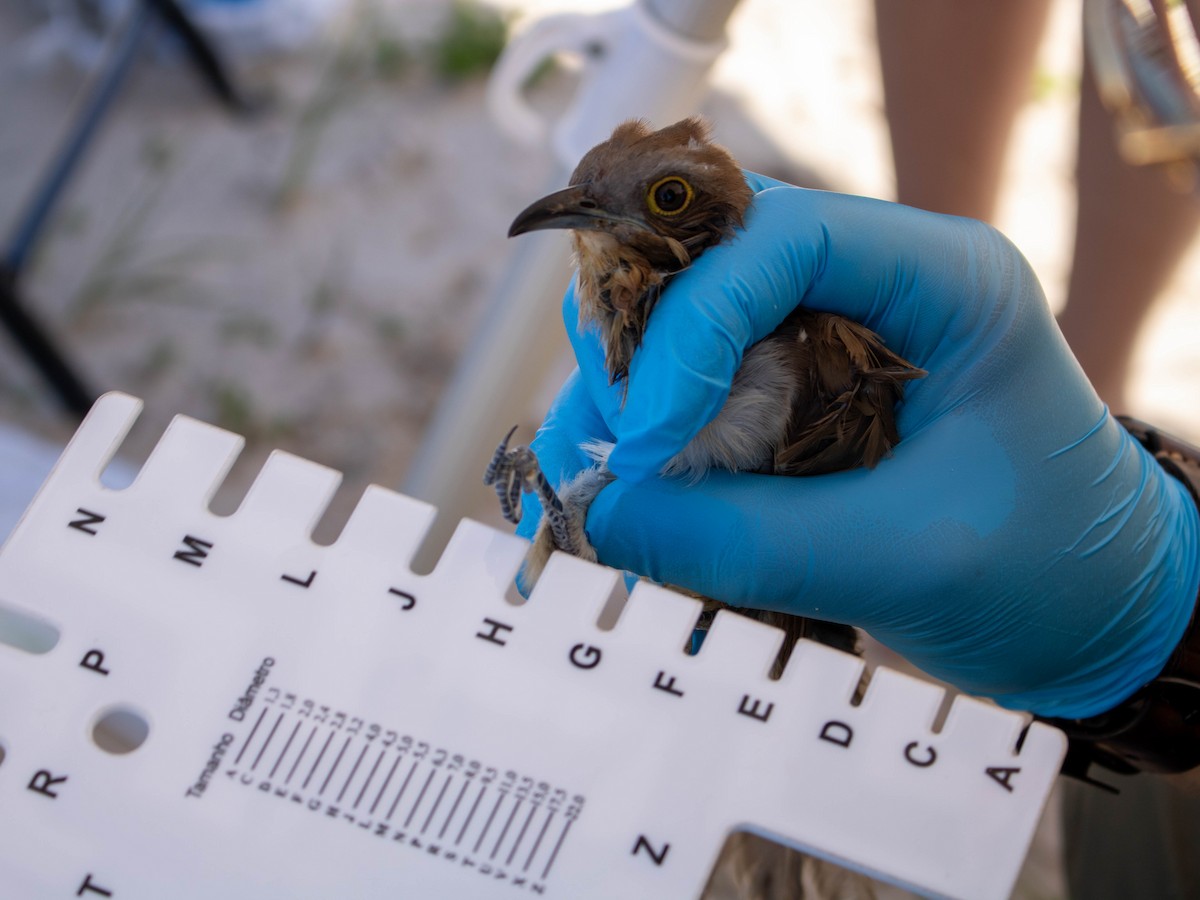 Virginia Breeding Bird Atlas Checklist - 25 Nov 2023 - PNM das Dunas da ...