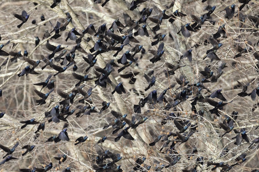 Common Grackle (Purple) - eBird