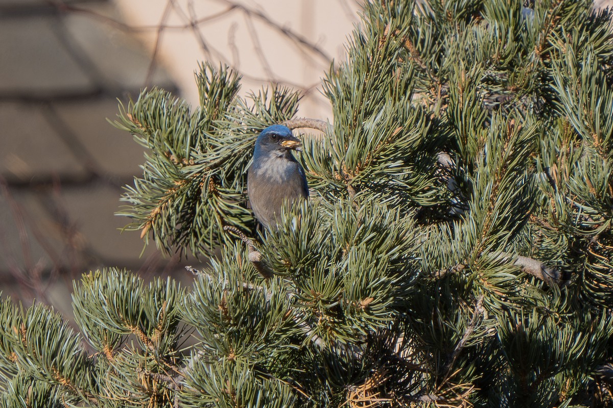 eBird Checklist - 26 Nov 2023 - Matthews/Winters Park, Golden US-CO 39. ...